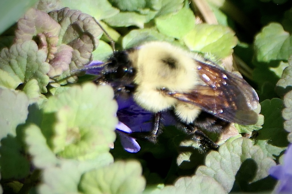 Two-spotted Bumble Bee from Uptown, Chicago, IL, USA on April 21, 2024 ...