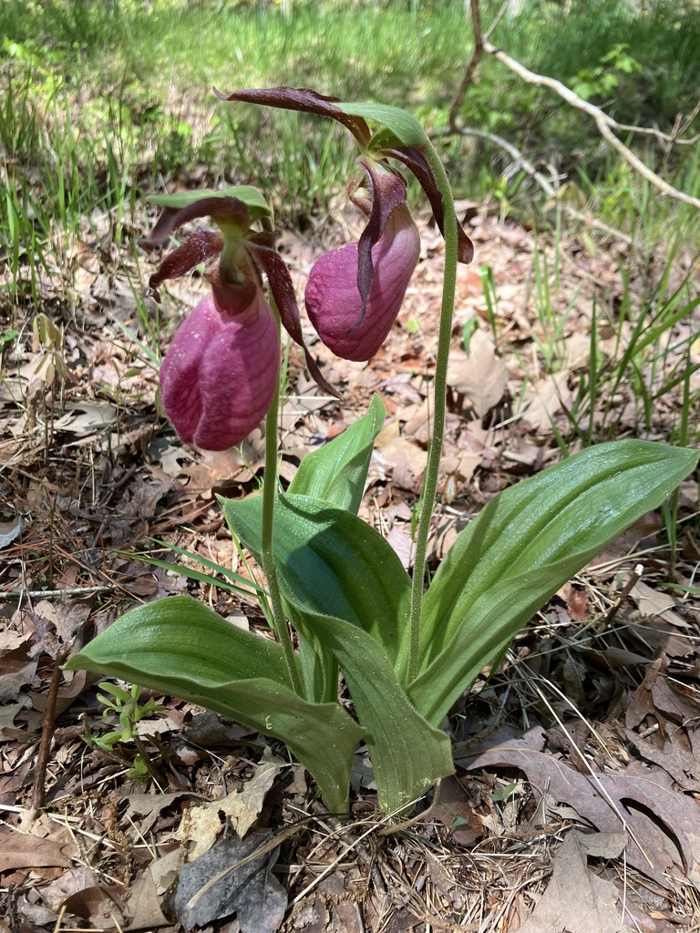 pink lady's slipper from Breton Beach Rd, Leonardtown, MD, US on April ...