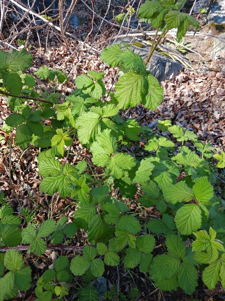 European blackberry complex from Multnomah County, US-OR, Lewis and ...