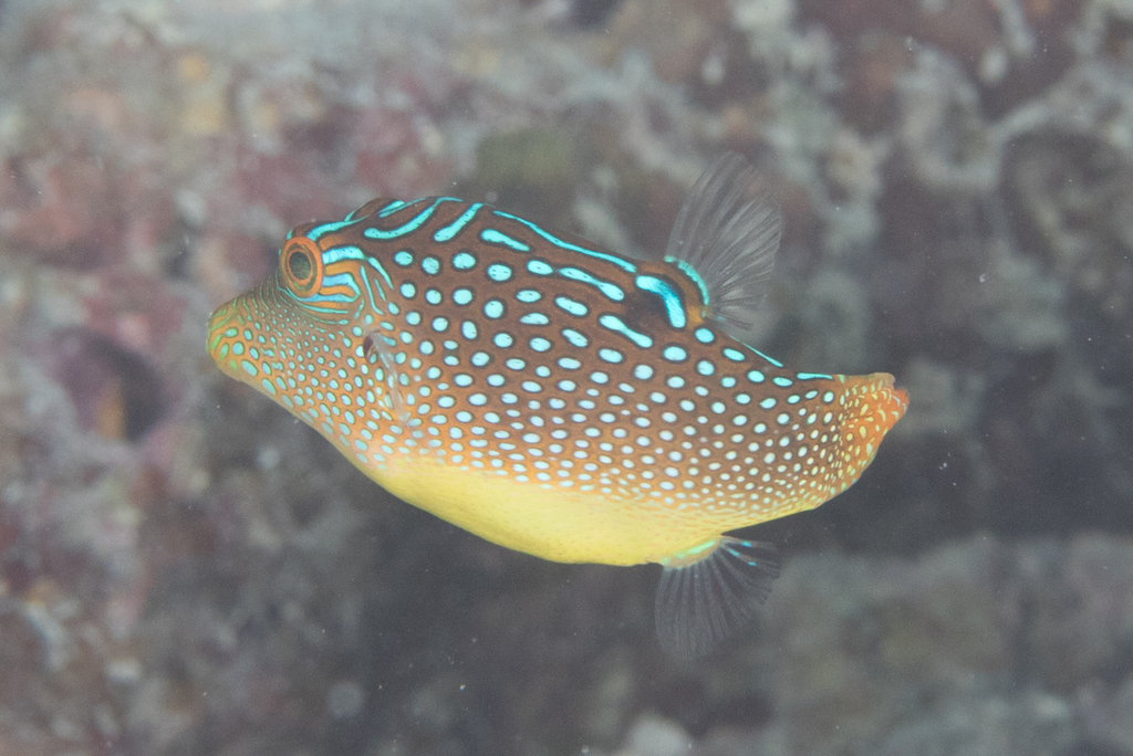 Spotted Toby (Canthigaster solandri) - Marine Life Identification