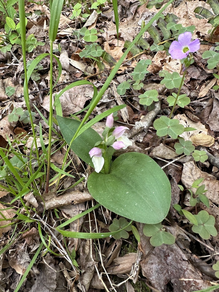 showy orchis in April 2024 by morelaje · iNaturalist