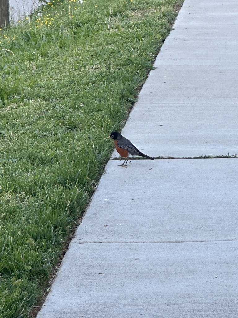 American Robin from Appomattox St, Farmville, VA, US on April 22, 2024 ...