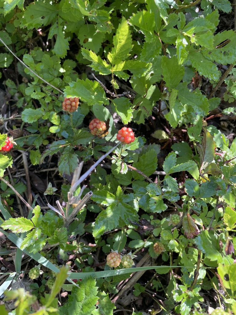 southern dewberry from Lake Worth, Fort Worth, TX, US on April 22, 2024 ...