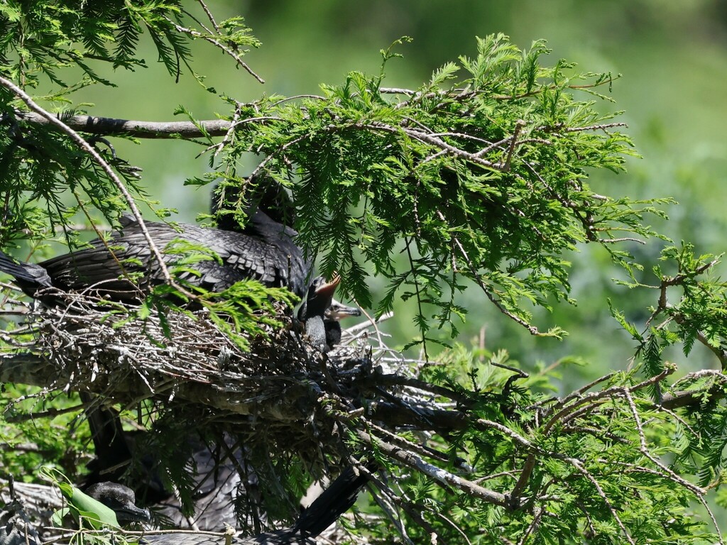 Neotropic Cormorant from Bolivar Peninsula, TX, USA on April 21, 2024 ...