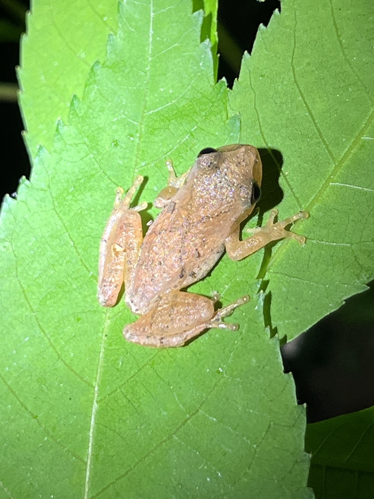 Spring Peeper from Orange, North Carolina, United States on April 19 ...