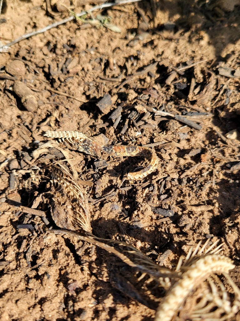 Long-nosed Snake from Dunbar-Manhattan Heights, Lubbock, TX, USA on ...