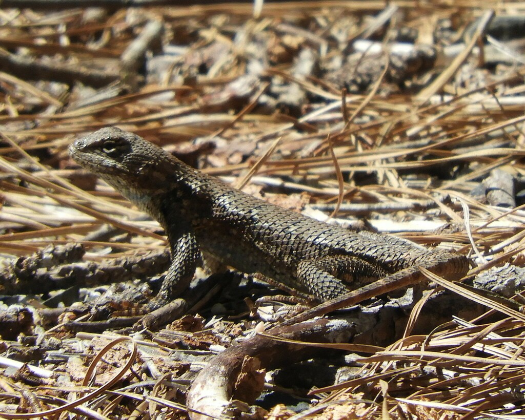 Eastern Fence Lizard from Hamilton, NJ, USA on April 14, 2024 at 11:31 ...