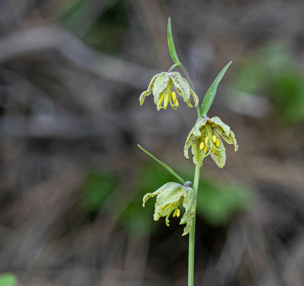 checker-lily-from-mary-bowerman-trail-mount-diablo-state-park-contra