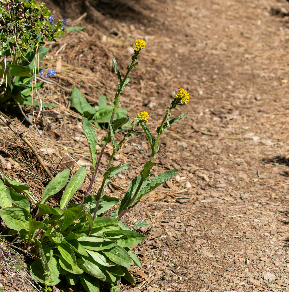 rayless ragwort from Mary Bowerman Trail, Mount Diablo State Park ...