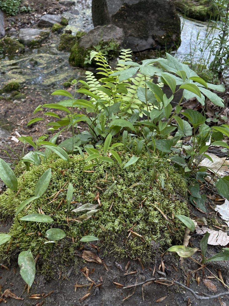 perfoliate bellwort from Ardentown, DE, US on April 22, 2024 at 06:54 ...