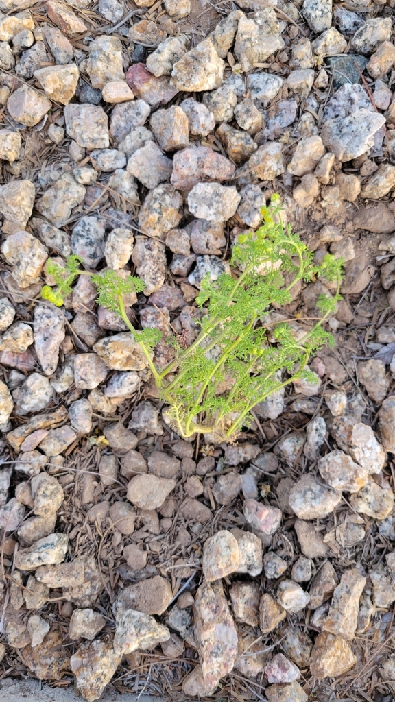 stinknet from Goodyear, AZ 85338, USA on April 22, 2024 at 07:00 PM by ...