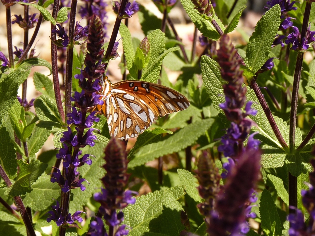 Gulf Fritillary from Perry Creek Plaza, Sioux City, IA 51104, USA on ...