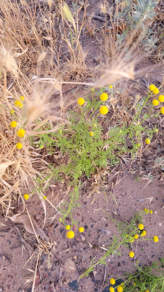 stinknet from Goodyear, AZ 85338, USA on April 22, 2024 at 07:10 PM by ...