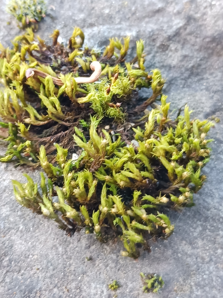 mosses from Mosier, OR 97040, USA on April 22, 2024 at 06:23 PM by Sean ...