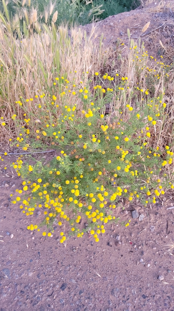 stinknet from Goodyear, AZ 85338, USA on April 22, 2024 at 07:13 PM by ...