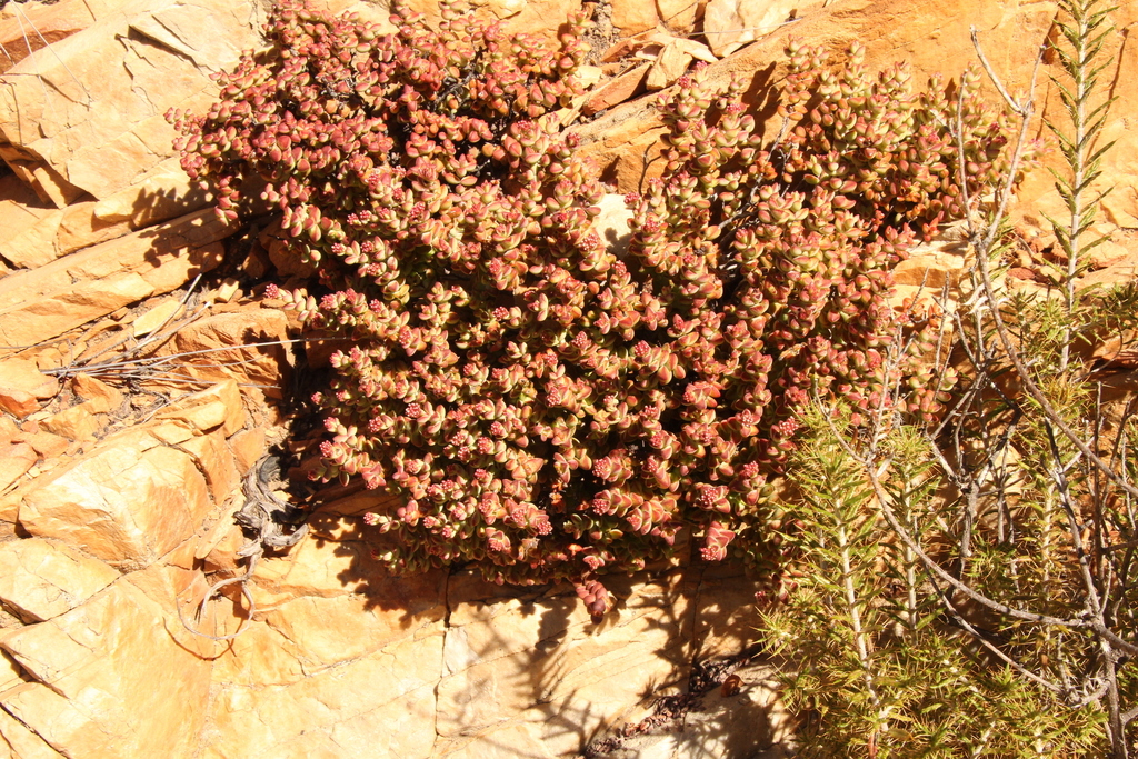 Kebab Bush from Tierkloof, Gamkaberg Nature Reserve on April 26, 2019 ...