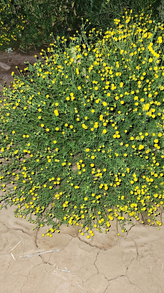 stinknet from Goodyear, AZ 85338, USA on April 22, 2024 at 07:27 PM by ...