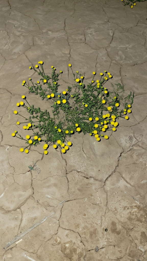 stinknet from Goodyear, AZ 85338, USA on April 22, 2024 at 07:32 PM by ...