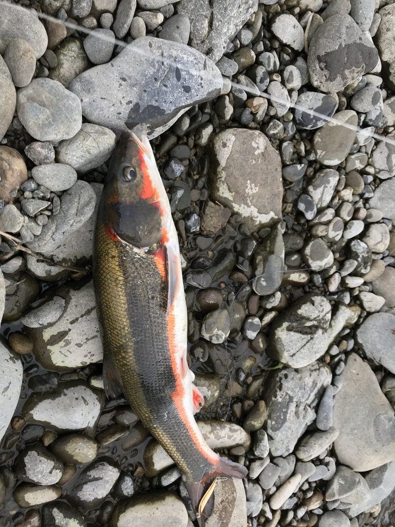 Pacific redfin from 元和泉3丁目, 狛江市, 東京都, JP on April 5, 2024 at 04:53 PM ...