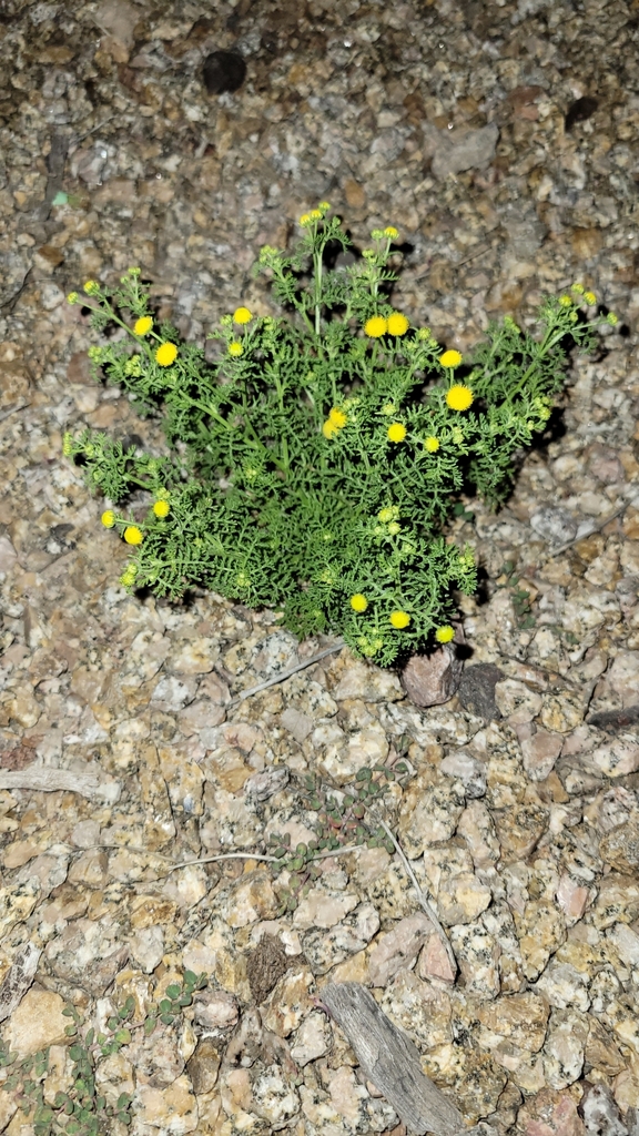 stinknet from Goodyear, AZ 85338, USA on April 22, 2024 at 07:38 PM by ...