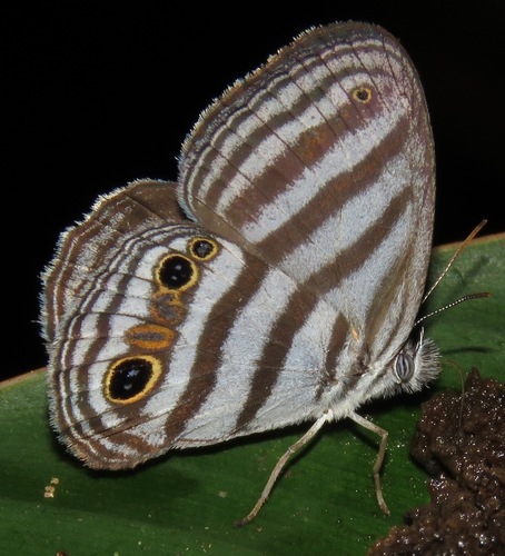 Caeruleuptychia brixius · iNaturalist