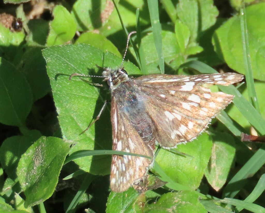 Common Checkered-Skipper and Allies from Sugar Land, TX, USA on April ...