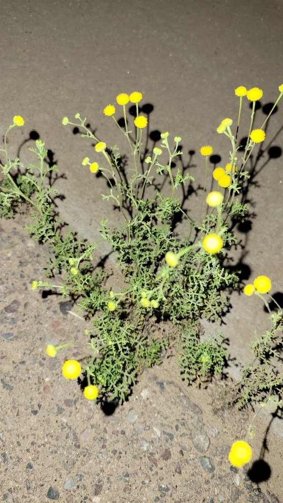 stinknet from Goodyear, AZ 85338, USA on April 22, 2024 at 07:44 PM by ...