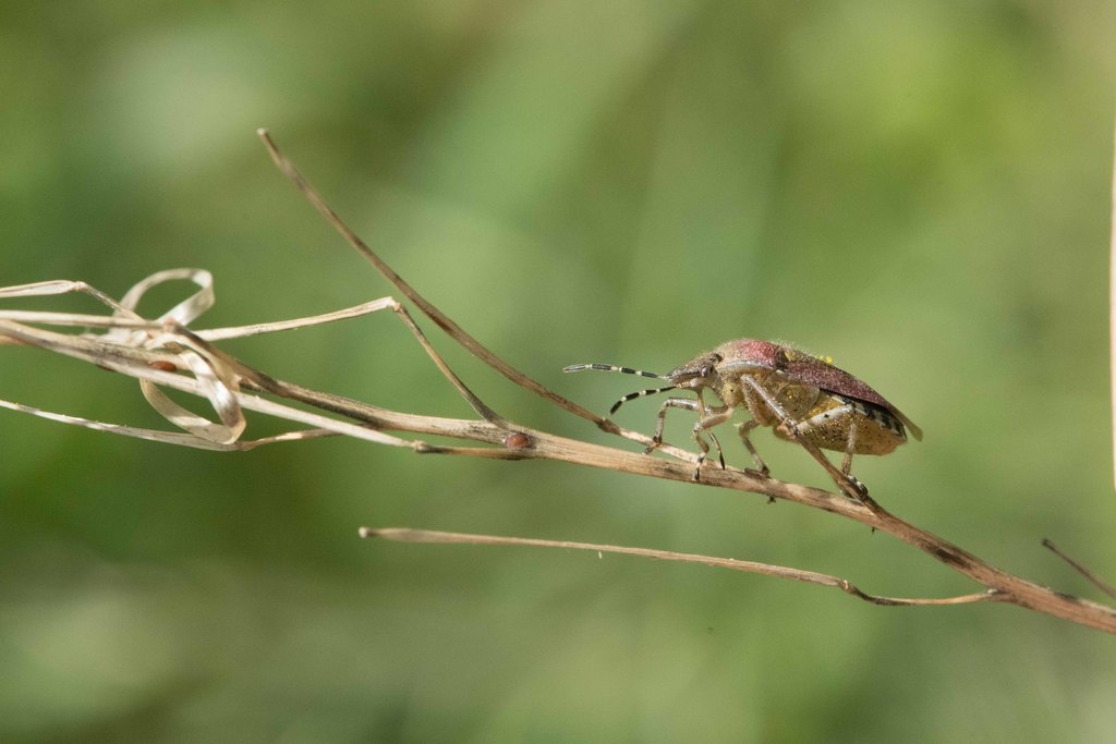 Sloe Bug from Saint-Gilles, France on April 26, 2019 at 12:58 PM by ...