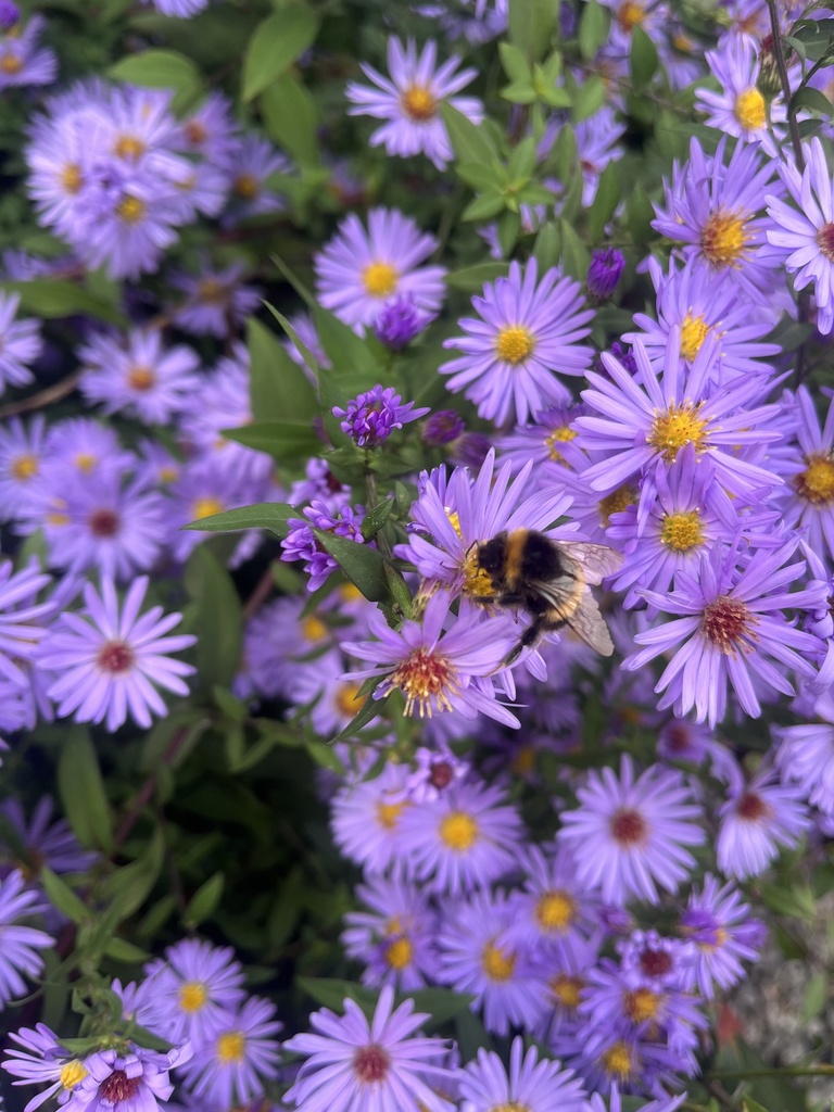 Bumble Bees from North Island / Te Ika-a-Māui, Elsthorpe, Hawke's Bay ...