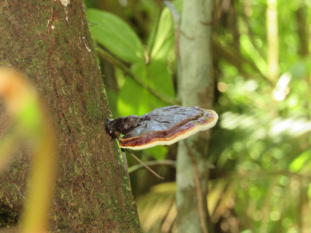 Ganoderma parvulum from Alajuela Province, San Ramón, Costa Rica on ...