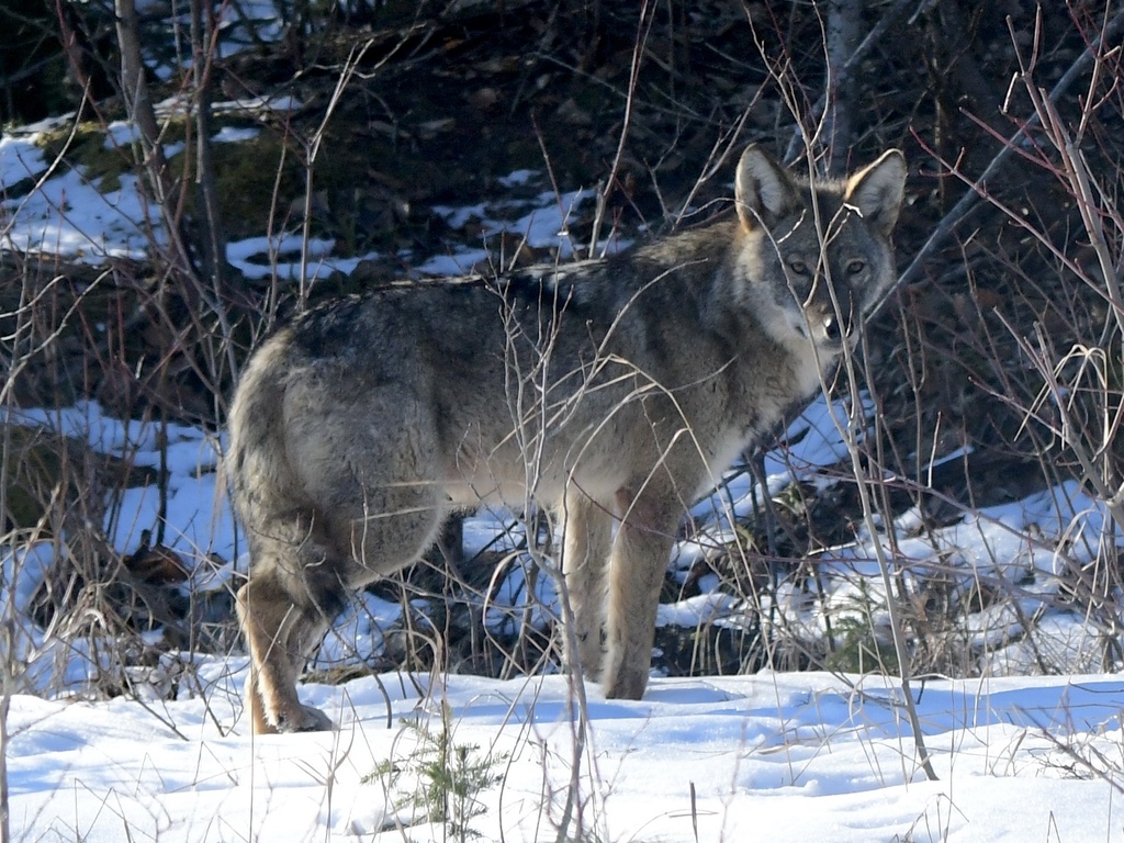 Eastern Wolf from Algonquin Provincial Park, Nipissing, Unorganized ...