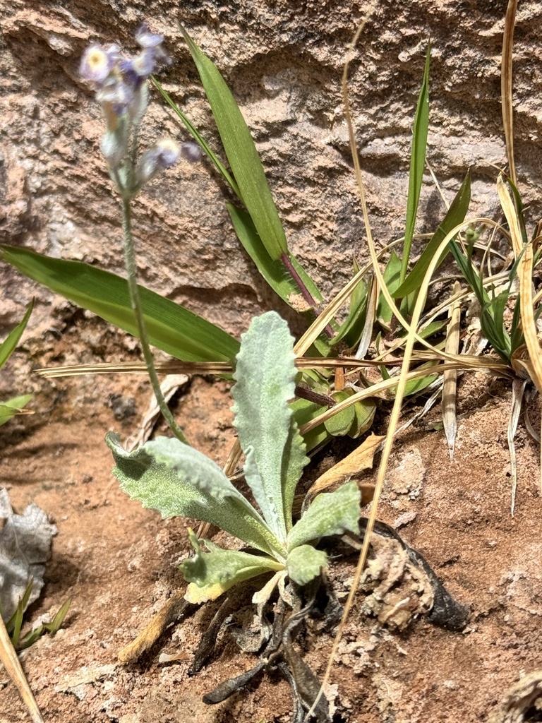 Cave-dwelling Primrose from Moab, UT, US on April 22, 2024 at 01:53 PM ...
