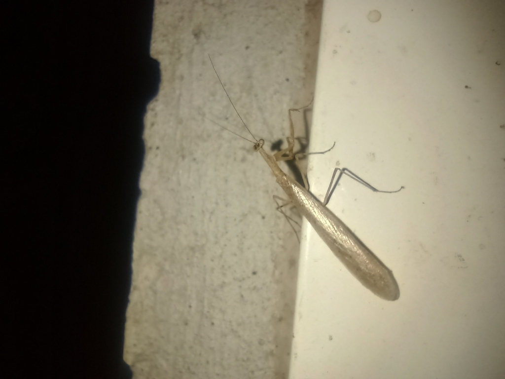 Slim Mexican Mantis from JFJR+PX, 49100 Apastepetl, Jal., México on ...