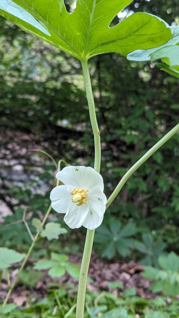 mayapple from Takoma Park, MD, USA on April 22, 2024 at 07:39 PM by ...