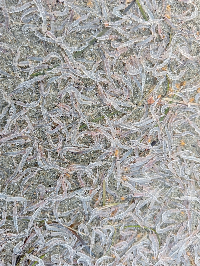 Euphotic Krill from Warrington 9471, New Zealand on April 23, 2024 at ...