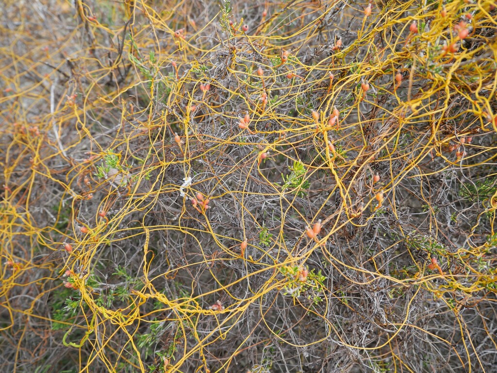 Slender Devil's Twine from Warradarge WA 6518, Australia on September 6 ...