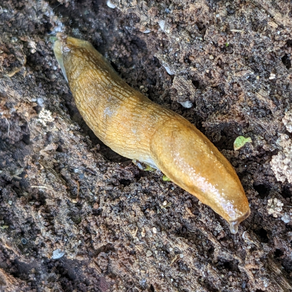 Western Dusky Slug from Sagamore Hills Township, OH, USA on April 21 ...