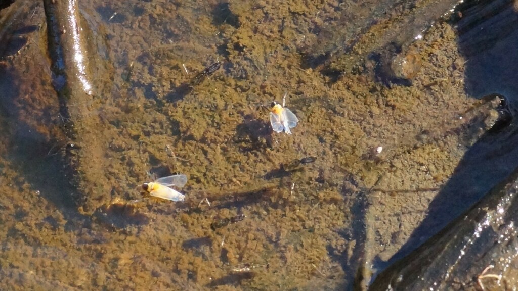 Insects from Little River VIC 3211, Australia on April 21, 2024 at 03: ...
