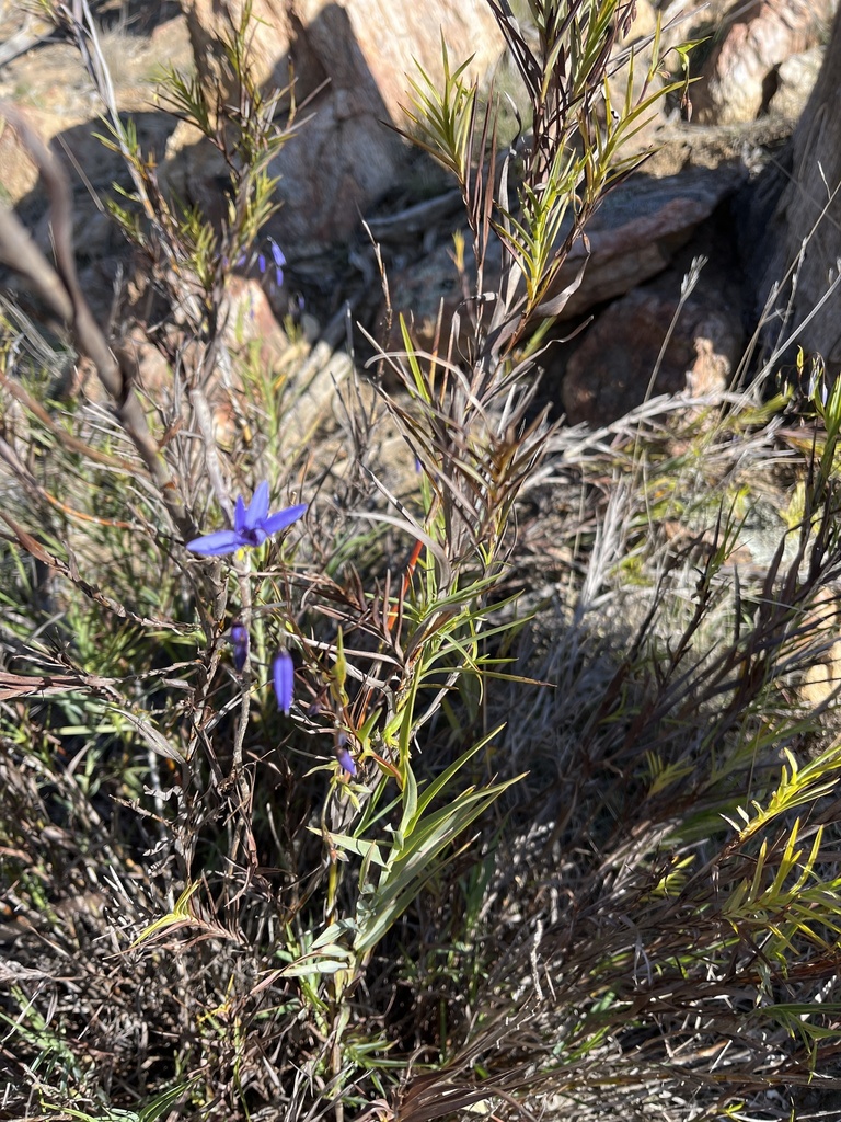 nodding blue lily from Rockley Mount, NSW, AU on September 11, 2023 at ...