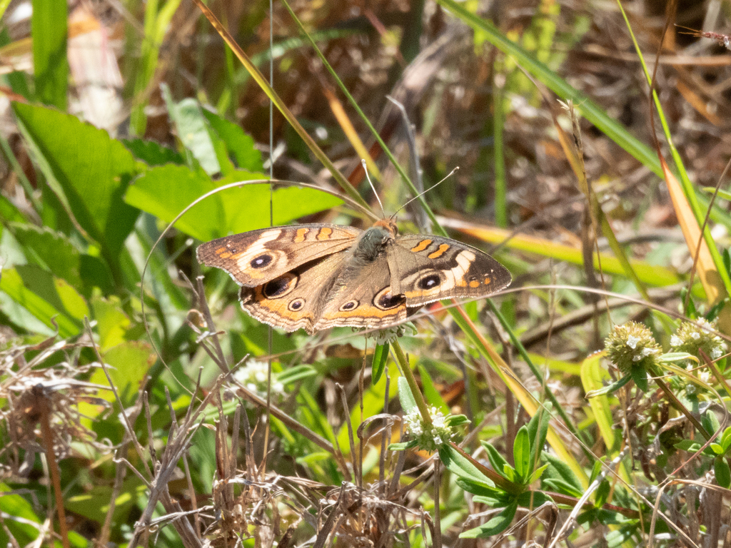 Common Buckeye from Buckingham, FL, USA on April 19, 2024 at 07:57 AM ...