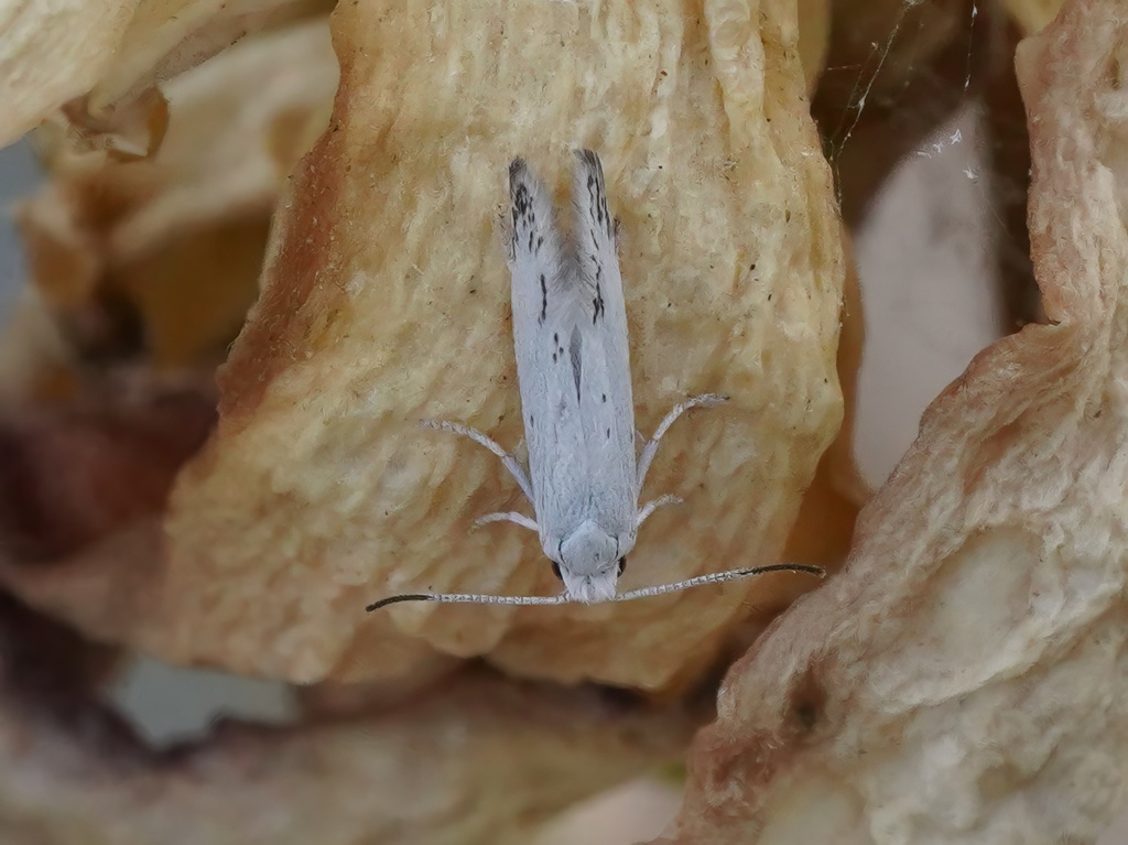 Yucca Moths from San Diego County, CA, USA on April 18, 2024 at 10:01 ...