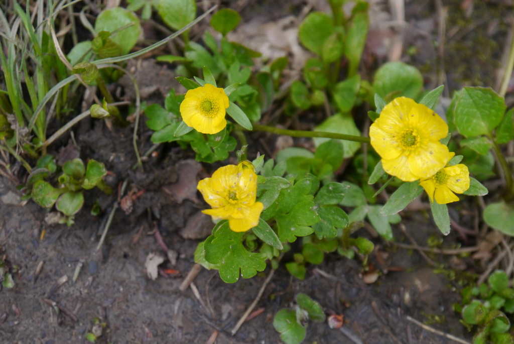 Eschscholtz's Buttercup from Banff National Park, Improvement District ...