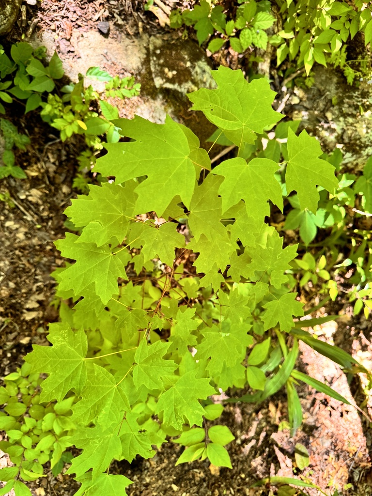 sugar maple from Stoneway Trail, Madison, AL, US on April 22, 2024 at ...