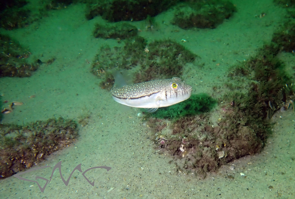 Weeping Toadfish from Newcastle NSW, Australia on April 22, 2024 at 09: ...