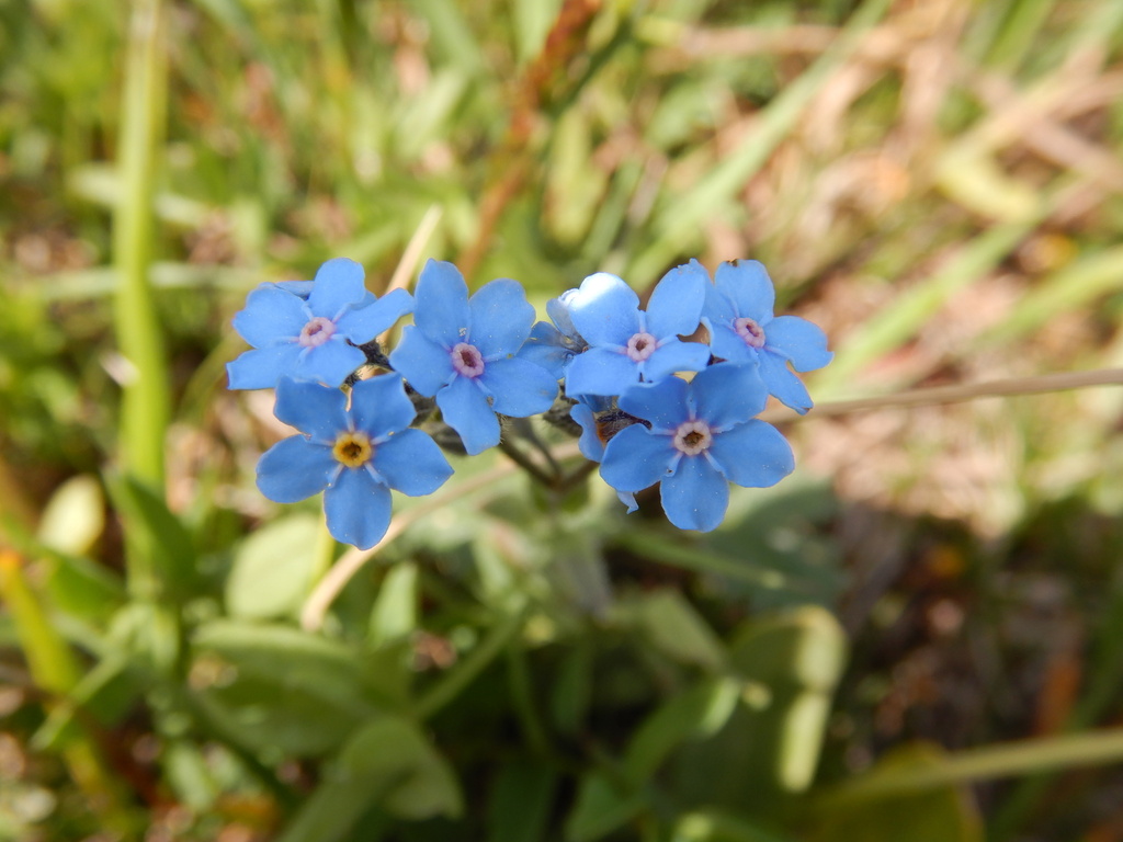 mountain forget-me-not from Kananaskis, AB, CA on July 14, 2019 at 02: ...