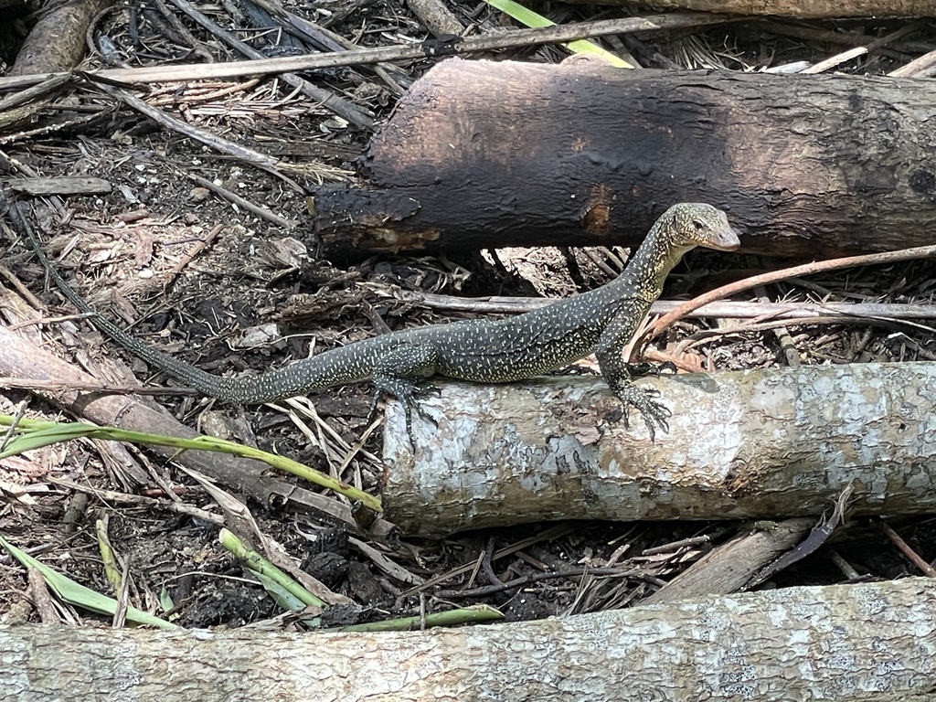 Bennett's Long-tailed Monitor from Babeldaob, Palau, PW on April 23 ...