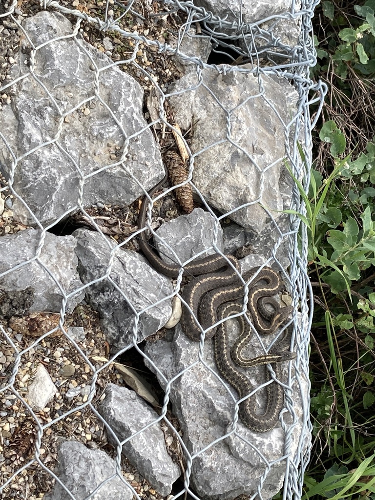 Garter Snakes from Calgary Zoo, Calgary, AB, CA on July 17, 2020 at 01: ...