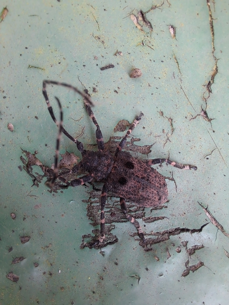 Oak Longicorn Beetle from Geochang-gun, Gyeongsangnam-do, South Korea ...