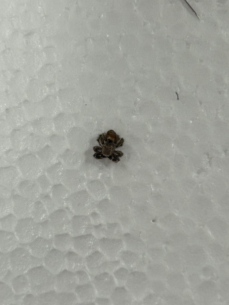 Typical Jumping Spiders from Gardella Ave, Reno, NV, US on April 17 ...