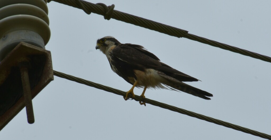 Aplomado Falcon from Hueyapan de Ocampo, Ver., México on April 22, 2024 ...